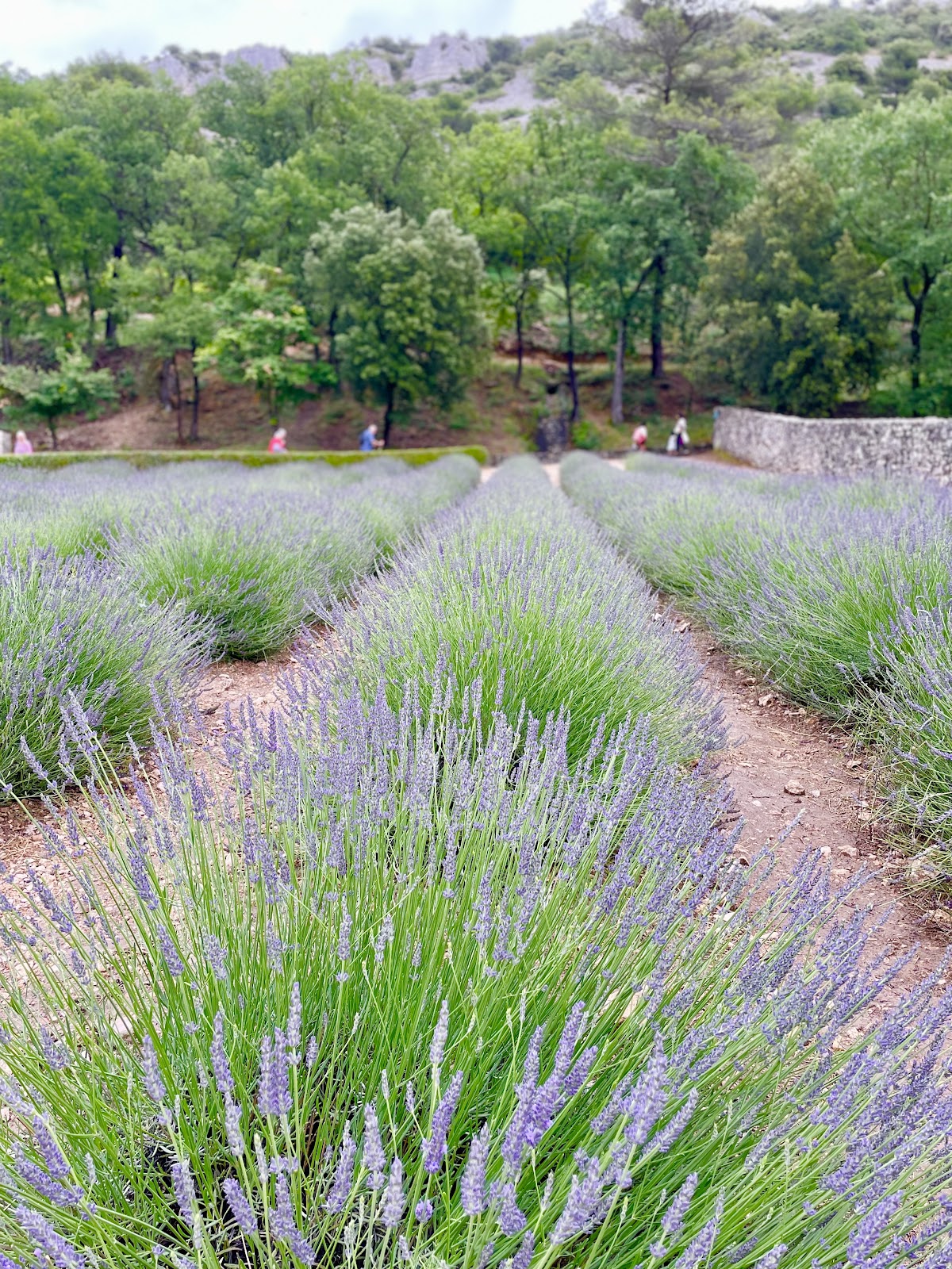 Tuesdays With Tracy: A Six Day Itinerary of Provence » Grow Beauty With ...