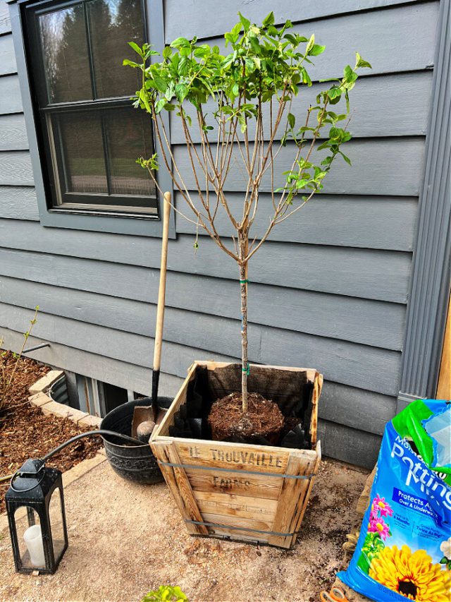 The Best Tips for Limelight Hydrangea Trees » Grow Beauty With Ease