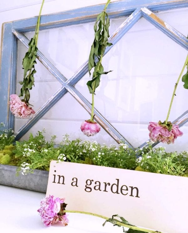 Tips and Tricks for the Best Peonies » Grow Beauty With Ease