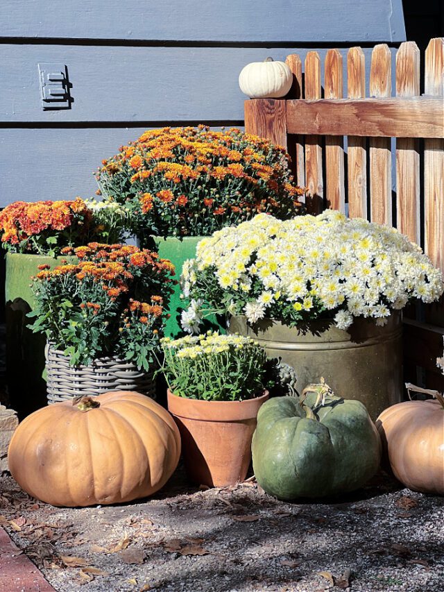 Lazy Girl Trick on How to Preserve Your Pumpkins This Fall » Grow ...