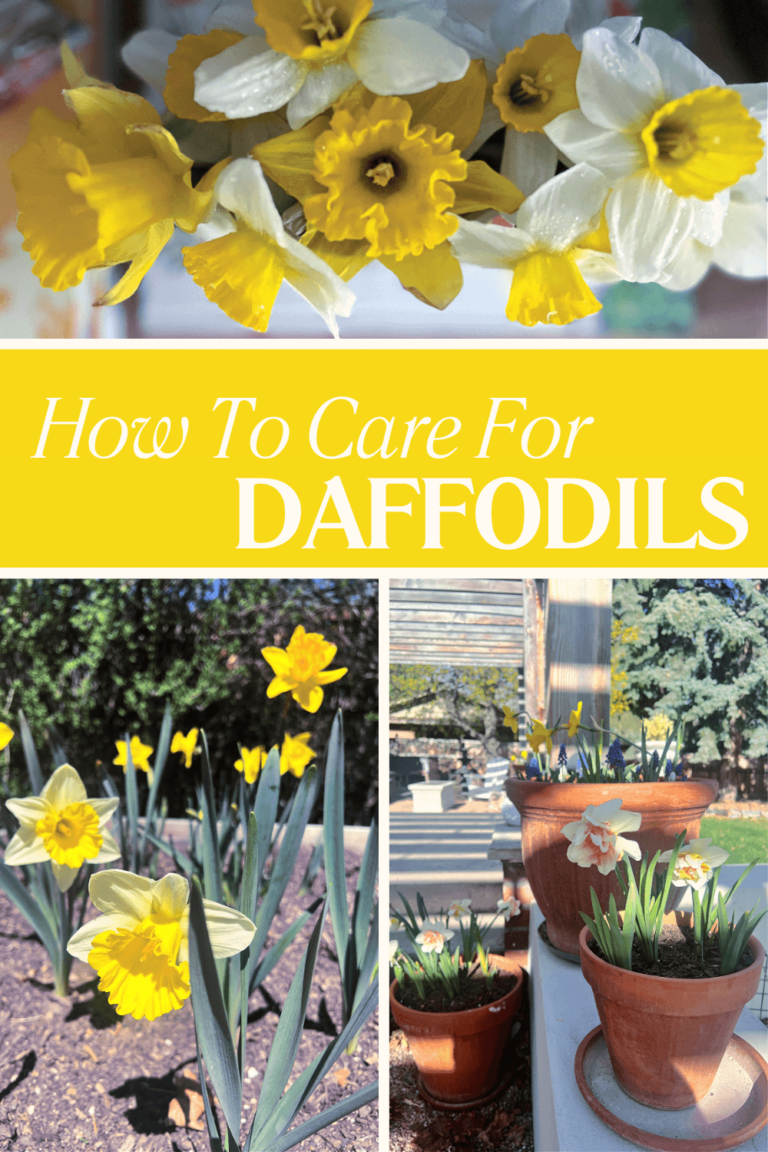 How to Care for Daffodils: Everything You Need to Know » Grow Beauty ...
