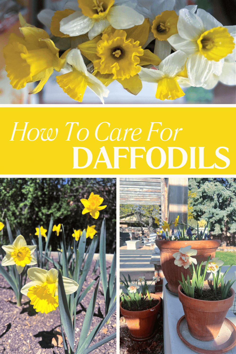 How to Care for Daffodils: Everything You Need to Know » Grow Beauty With Ease