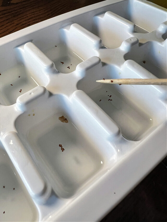 How to Grow Poppies Using the Ice Cube Method » Grow Beauty With Ease