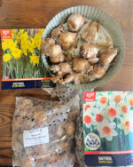 How to Plant Daffodil Bulbs - A Complete Guide » Grow Beauty With Ease