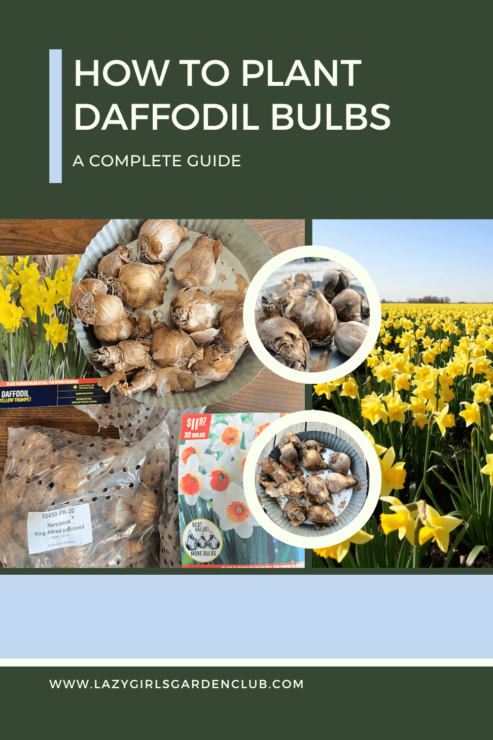 How to Plant Daffodil Bulbs - A Complete Guide » Grow Beauty With Ease