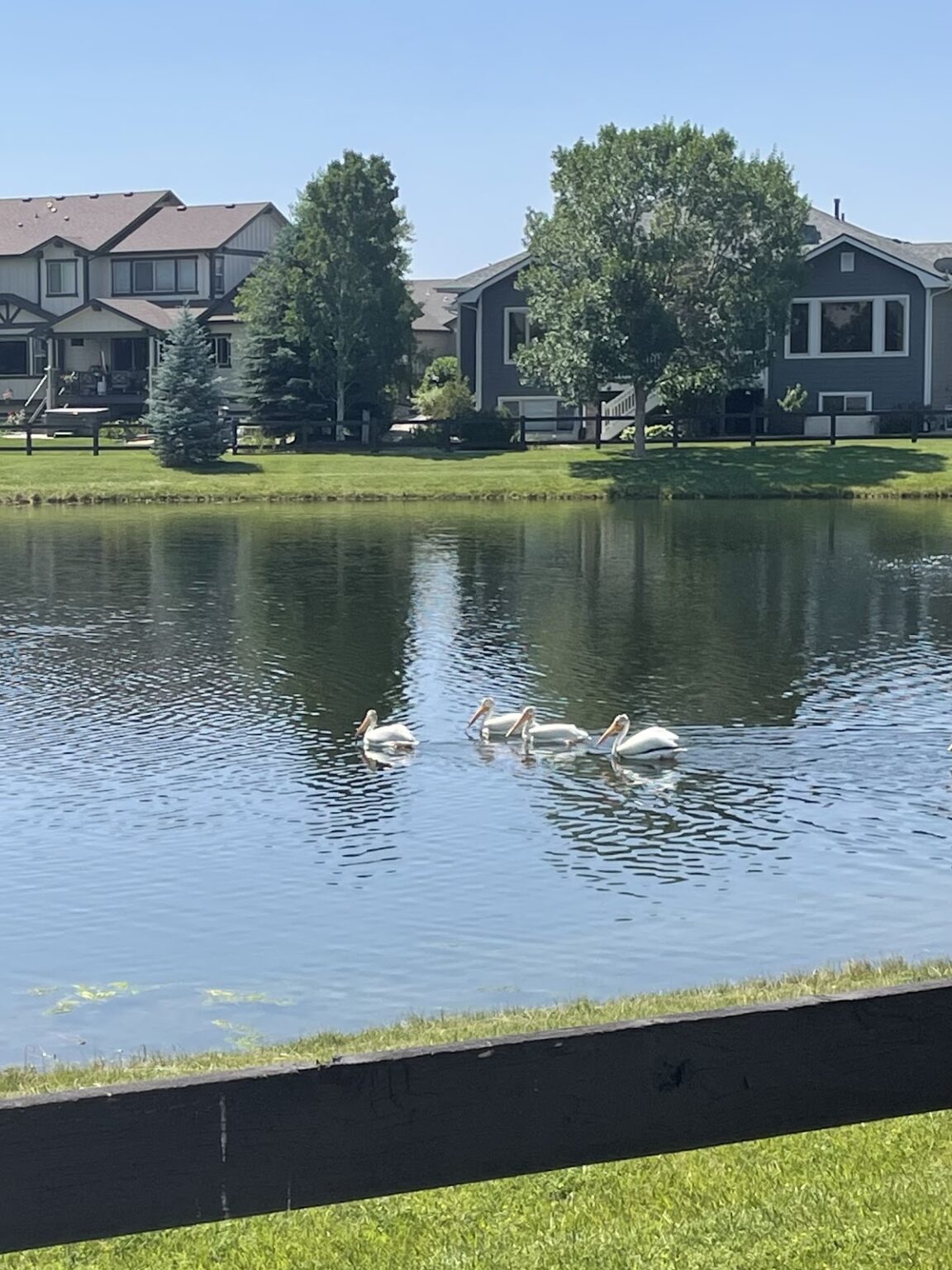 Tuesdays With Tracy: June Joy » Grow Beauty With Ease