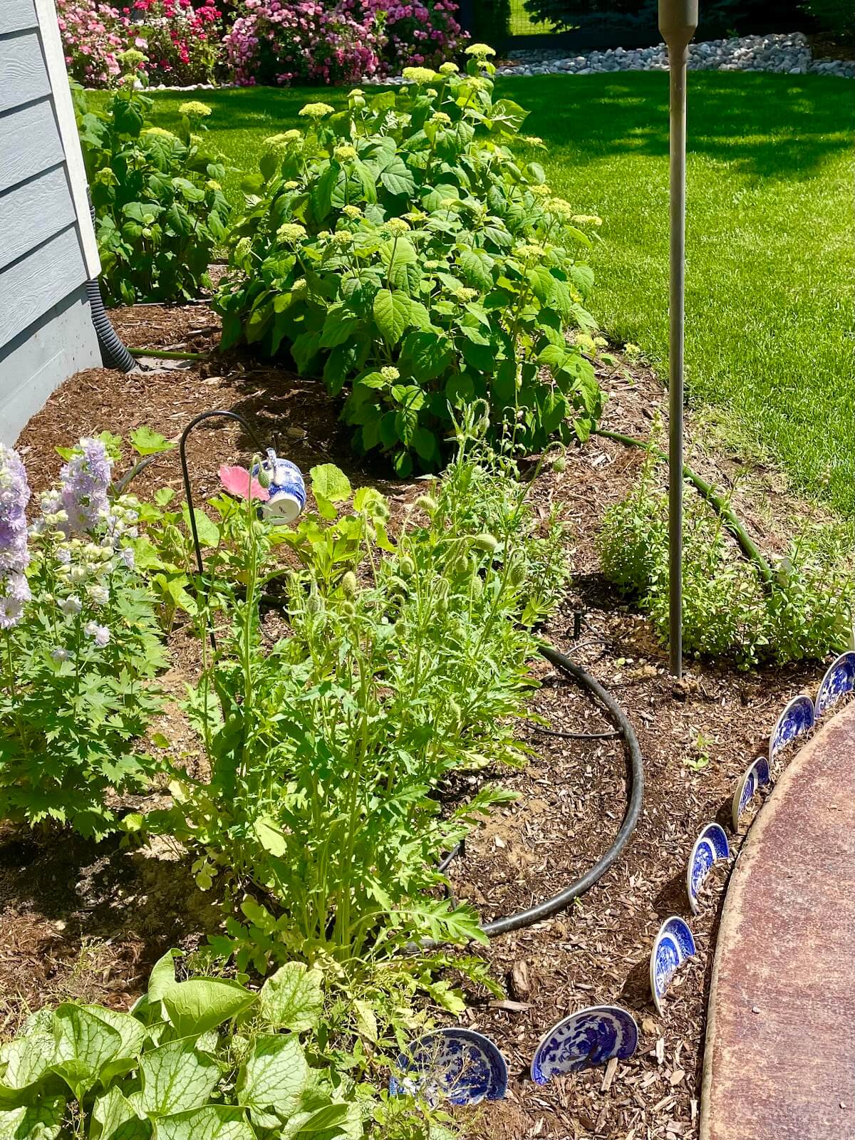 Tuesdays With Tracy: June Joy » Grow Beauty With Ease