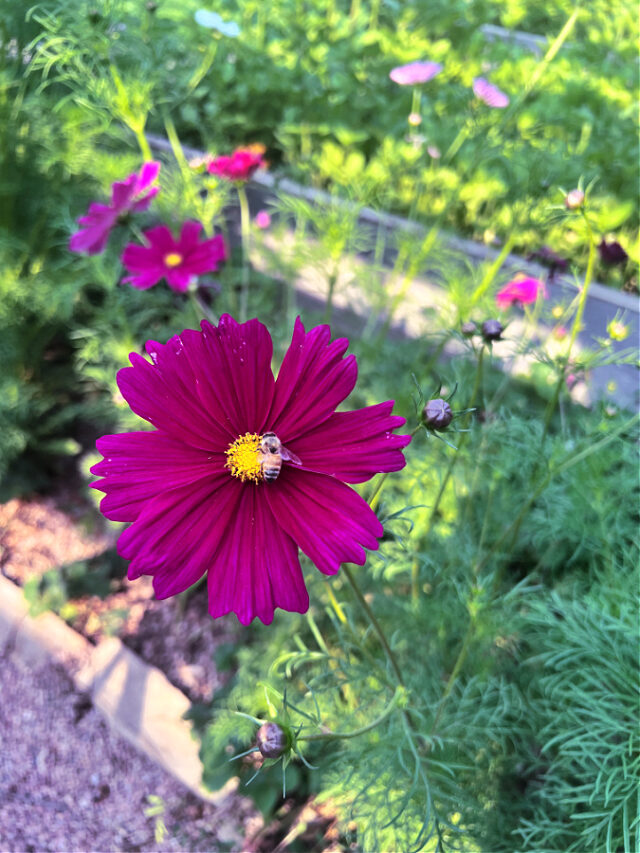 The Lazy Girl's Guide to Planting Colorful Cosmos from Seed » Grow ...