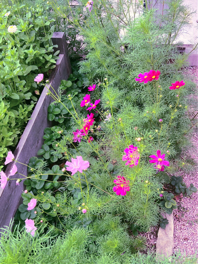 The Lazy Girl's Guide to Planting Colorful Cosmos from Seed » Grow ...