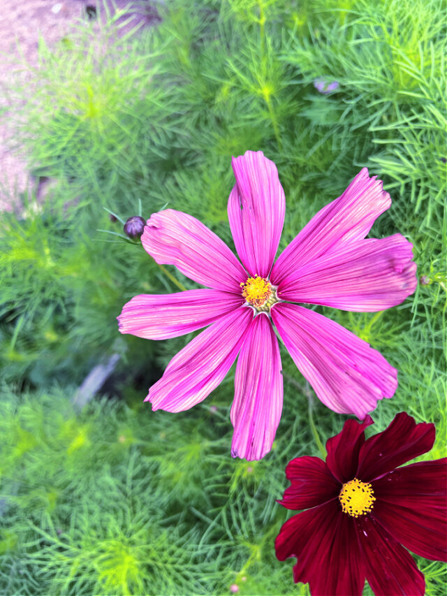 The Lazy Girl's Guide to Planting Colorful Cosmos from Seed » Grow ...