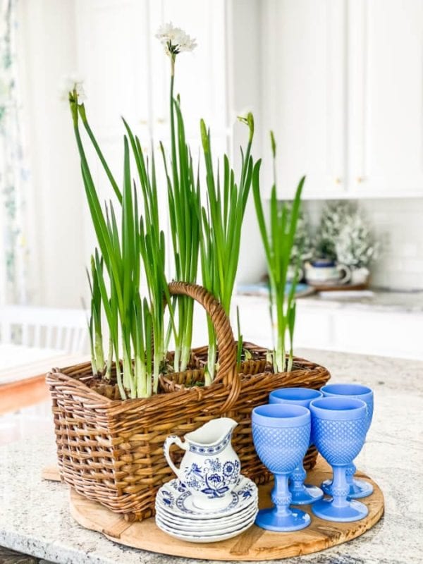 How To Grow Paperwhites Indoors and Use them In Your Winter Decor ...