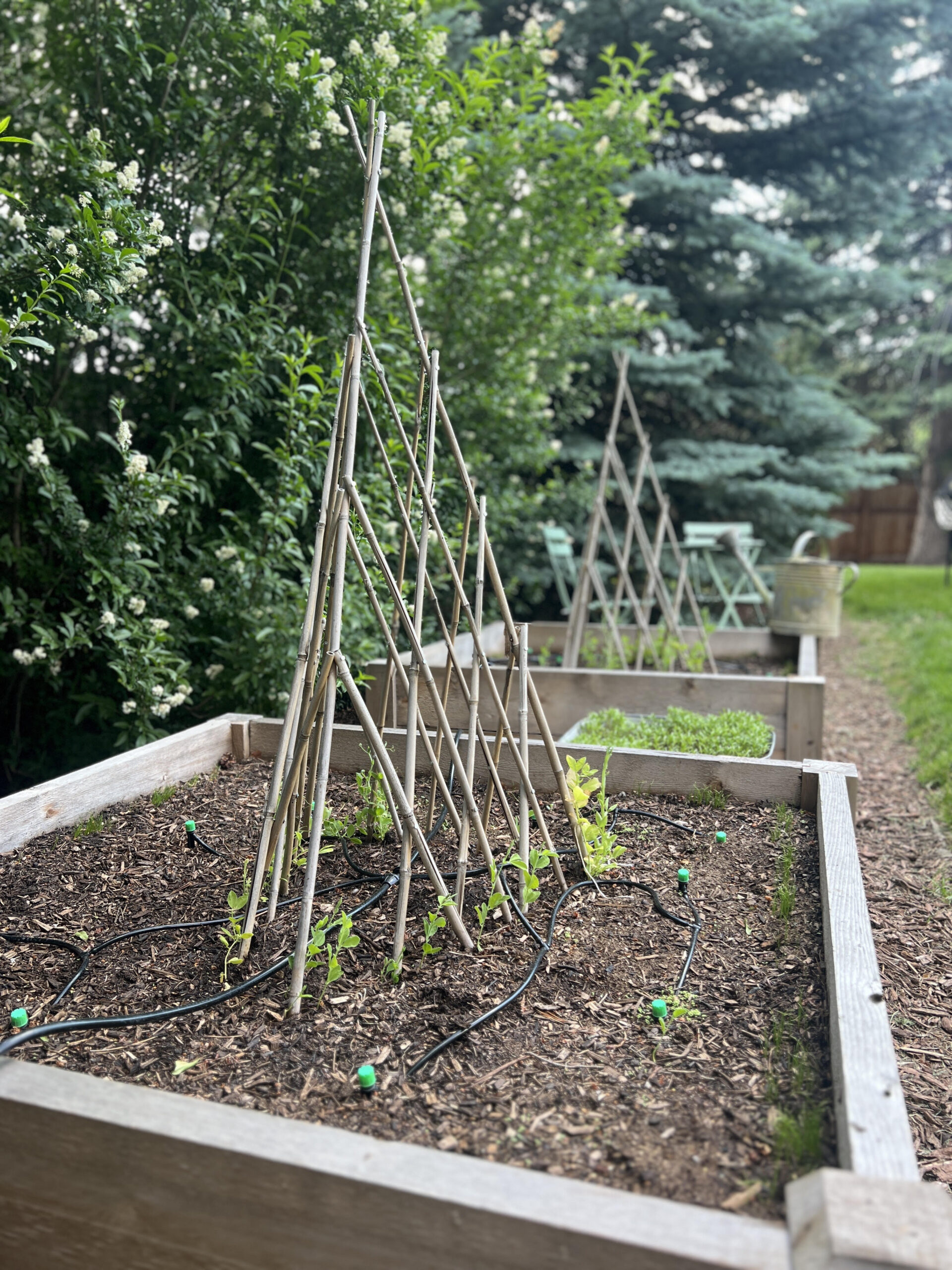 How to Grow Sweet Peas - An Easy Beginner's Guide » Grow Beauty With Ease