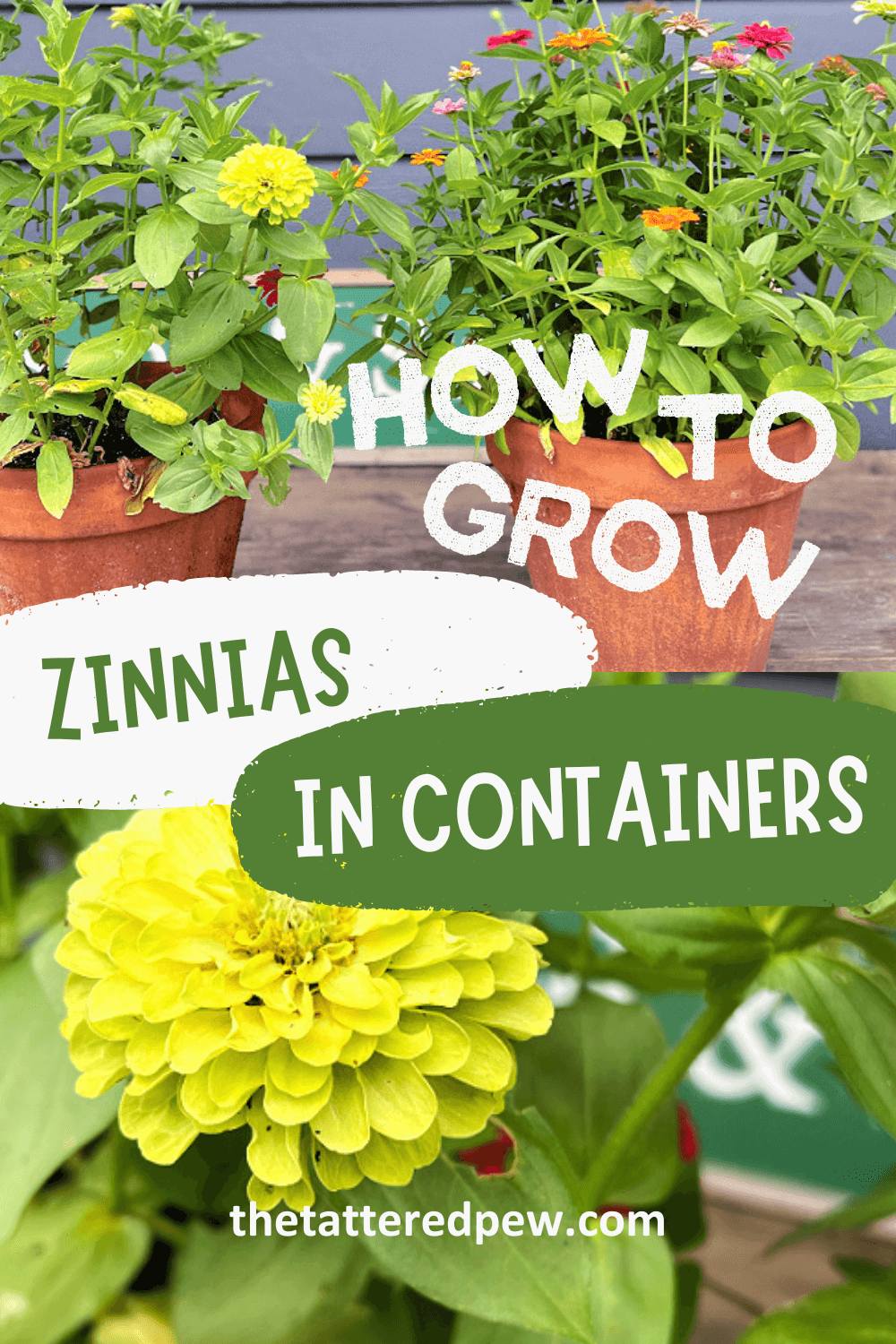 Lazy Girl Tips for Growing Zinnias In Pots » Grow Beauty With Ease