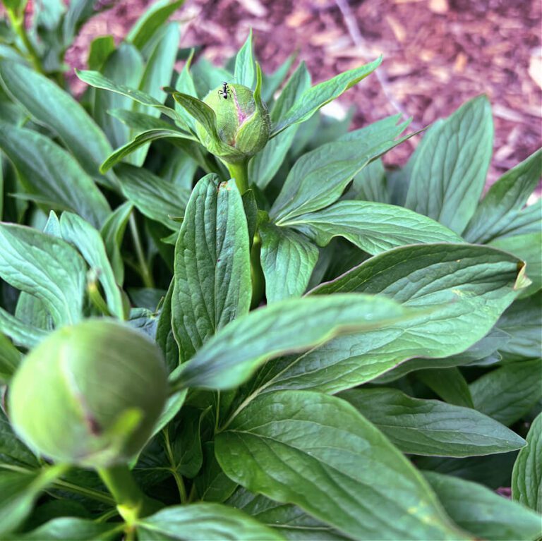 Tips and Tricks for the Best Peonies » Grow Beauty With Ease