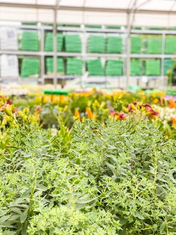 A Beginners Guide to Planting A Flower Garden » Grow Beauty With Ease