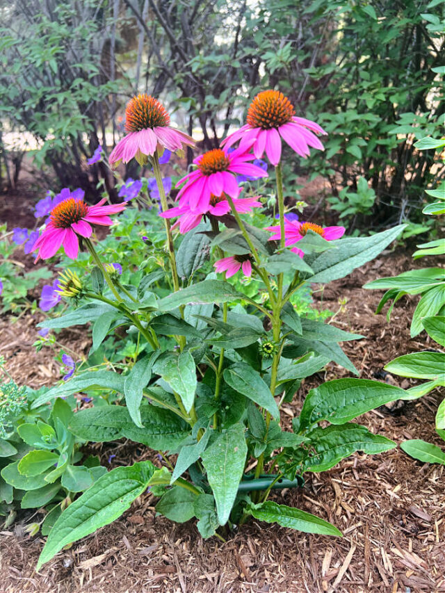 19 Easy to Grow Flowers for the Lazy Girl Garden » Grow Beauty With Ease