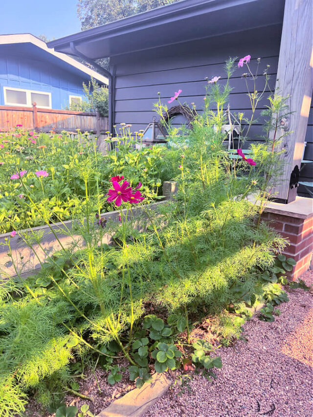The Lazy Girl's Guide to Planting Colorful Cosmos from Seed » Grow ...