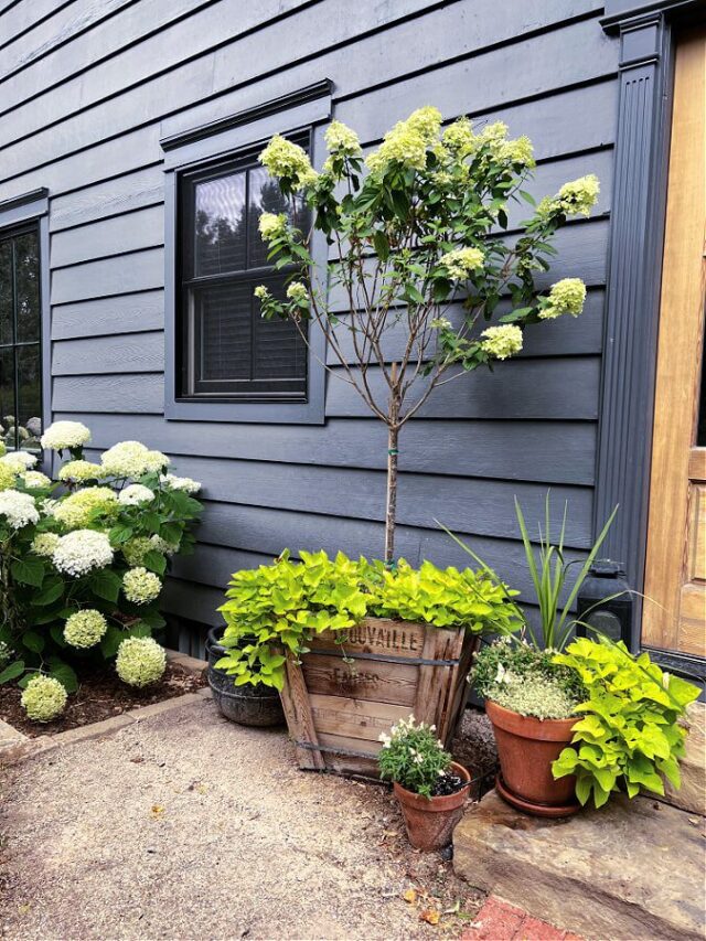Limelight Hydrangea Tree