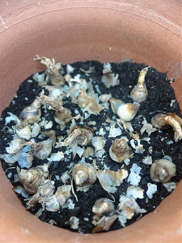 How to Plant Pots Using the Bulb Lasagna Method » Grow Beauty With Ease