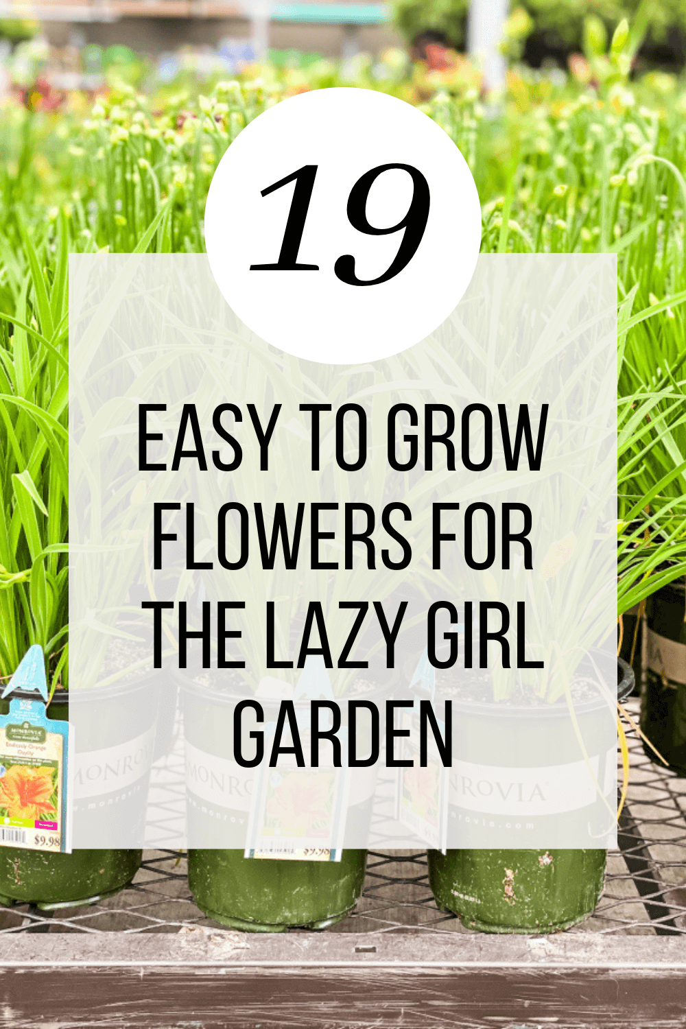 19 Easy to Grow Flowers for the Lazy Girl Garden » Grow Beauty With Ease