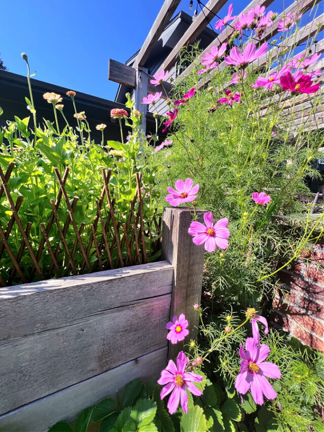 The Lazy Girl's Guide to Planting Colorful Cosmos from Seed » Grow ...
