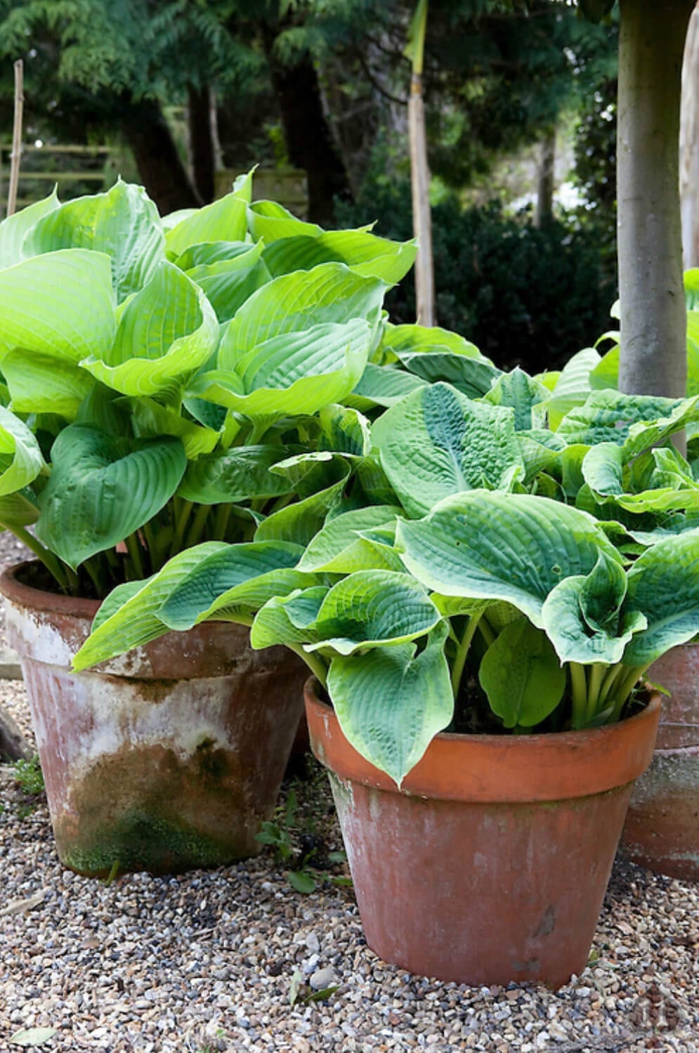 Tips and Tricks for Planting Hostas In Pots » Grow Beauty With Ease