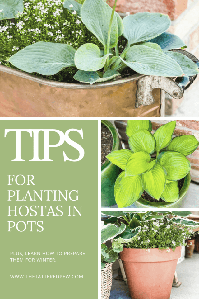 Tips and Tricks for Planting Hostas In Pots » Grow Beauty With Ease