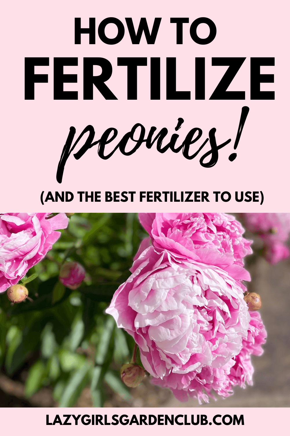 How to Fertilize Peonies (and the Best Fertilizer to Use) » Grow Beauty With Ease