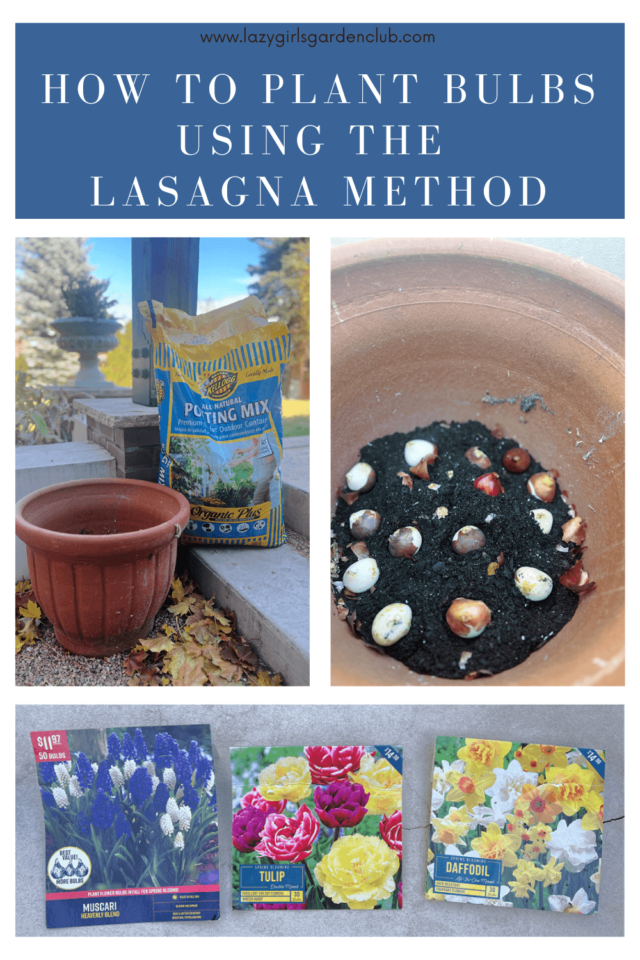 How to Plant Pots Using the Bulb Lasagna Method » Grow Beauty With Ease