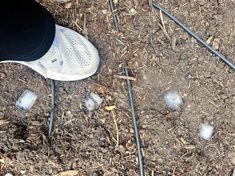 How to Grow Poppies Using the Ice Cube Method » Grow Beauty With Ease