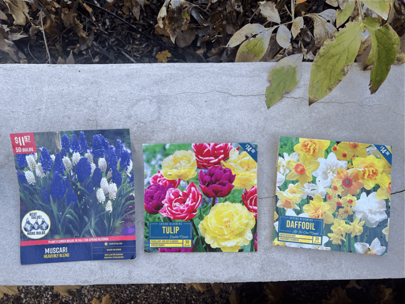 How to Plant Pots Using the Bulb Lasagna Method » Grow Beauty With Ease