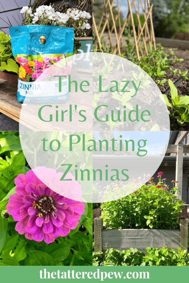 The Lazy Girl's Guide to Growing Colorful Zinnias from Seeds » Grow ...