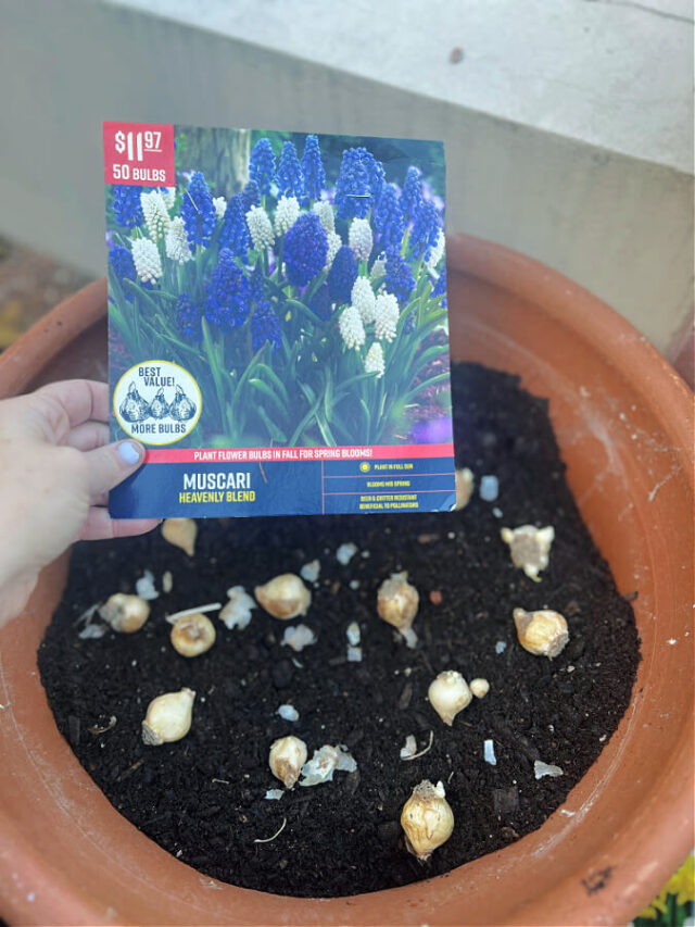 How to Plant Pots Using the Bulb Lasagna Method » Grow Beauty With Ease