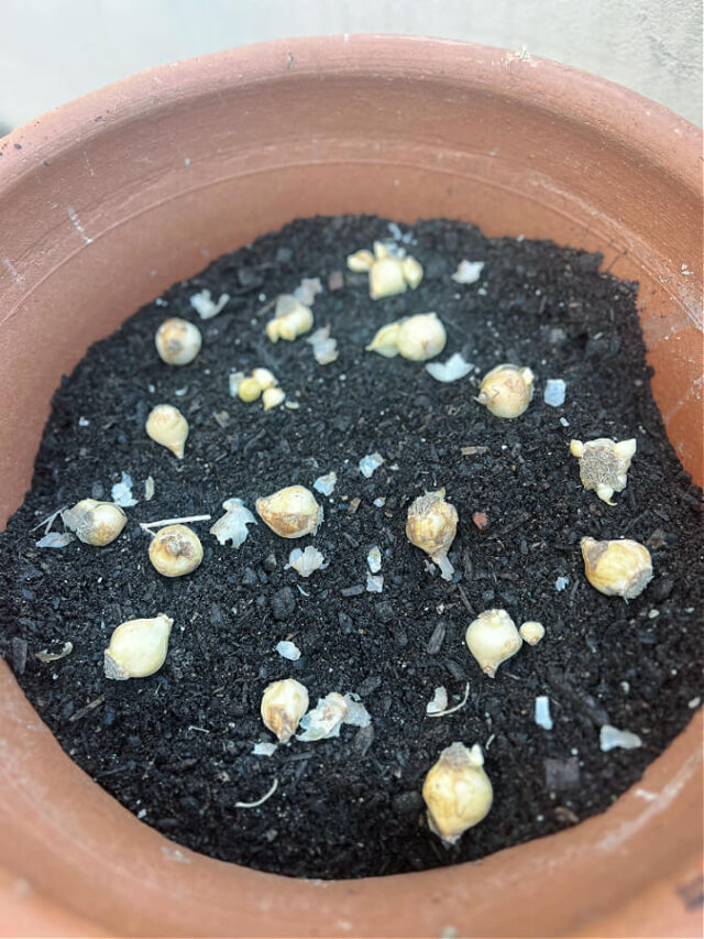 How to Plant Pots Using the Bulb Lasagna Method » Grow Beauty With Ease