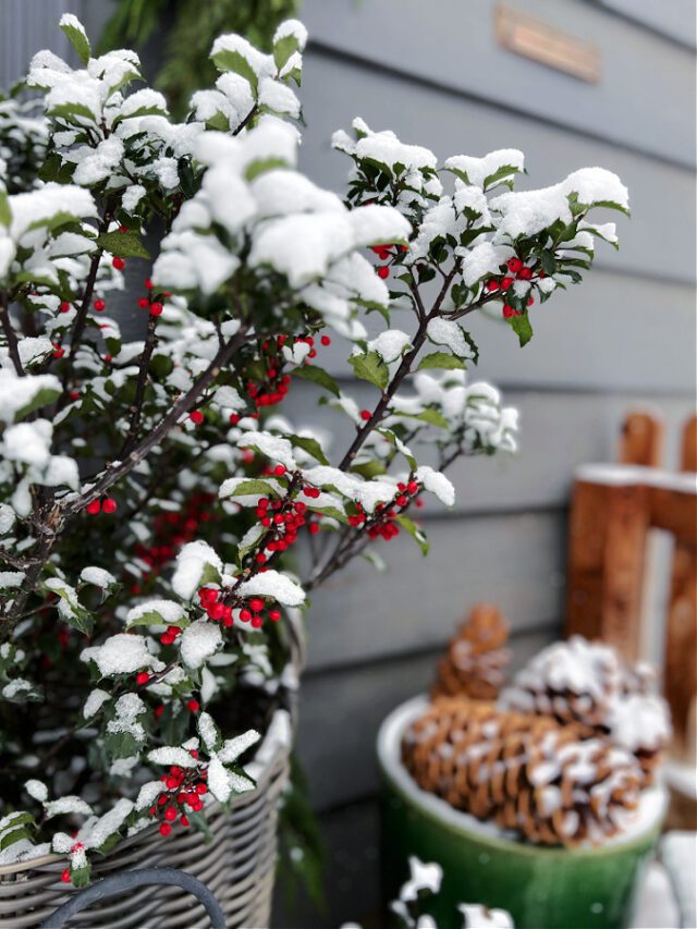 3 Natural Christmas Decorations You Can Make » Grow Beauty With Ease