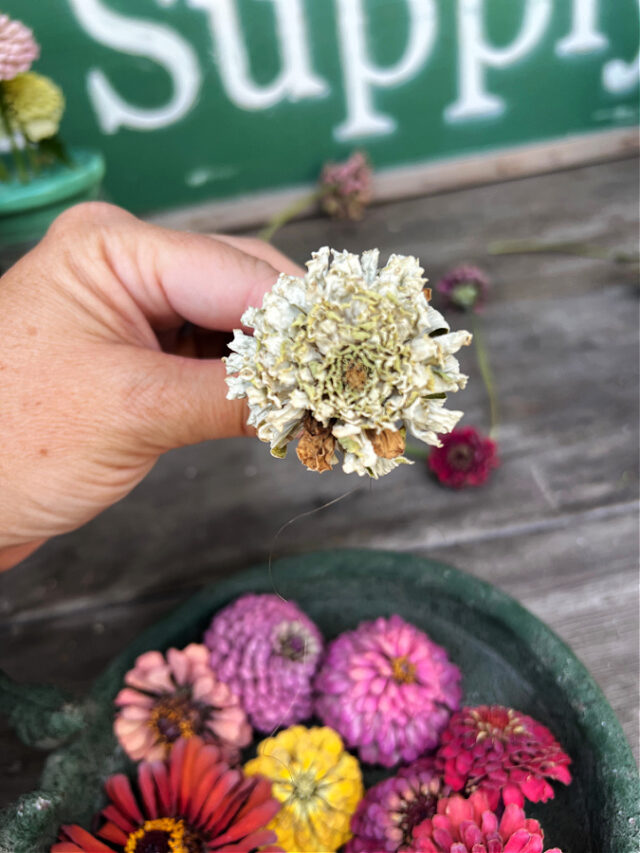 Keep Your Garden Blooms Forever: Discovering the Magic of a Silica Gel ...