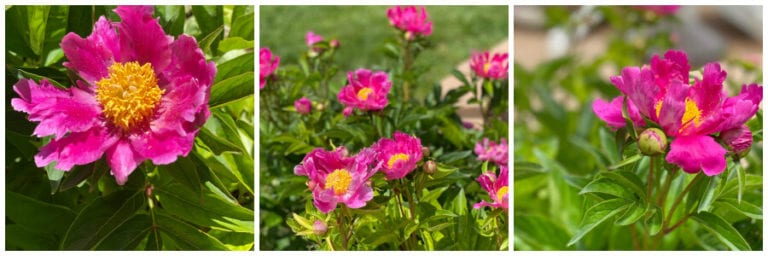 How to Fertilize Peonies (and the Best Fertilizer to Use) » Grow Beauty ...