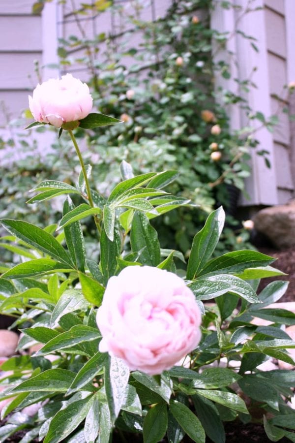 Tips and Tricks for the Best Peonies » Grow Beauty With Ease