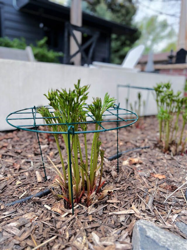 Tips and Tricks for the Best Peonies » Grow Beauty With Ease