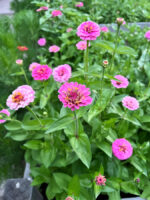 When To Plant Zinnia Seeds - Method, Zone, & Bloom Time Tips » Grow ...