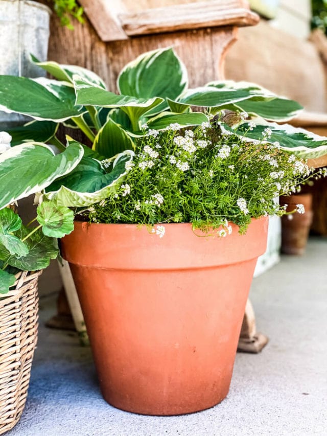 Tips and Tricks for Planting Hostas In Pots » Grow Beauty With Ease