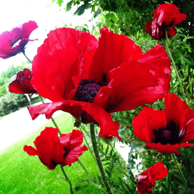 How to Grow Poppies Using the Ice Cube Method » Grow Beauty With Ease