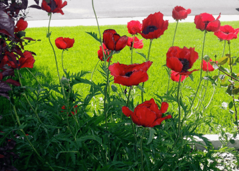 How to Grow Poppies Using the Ice Cube Method » Grow Beauty With Ease