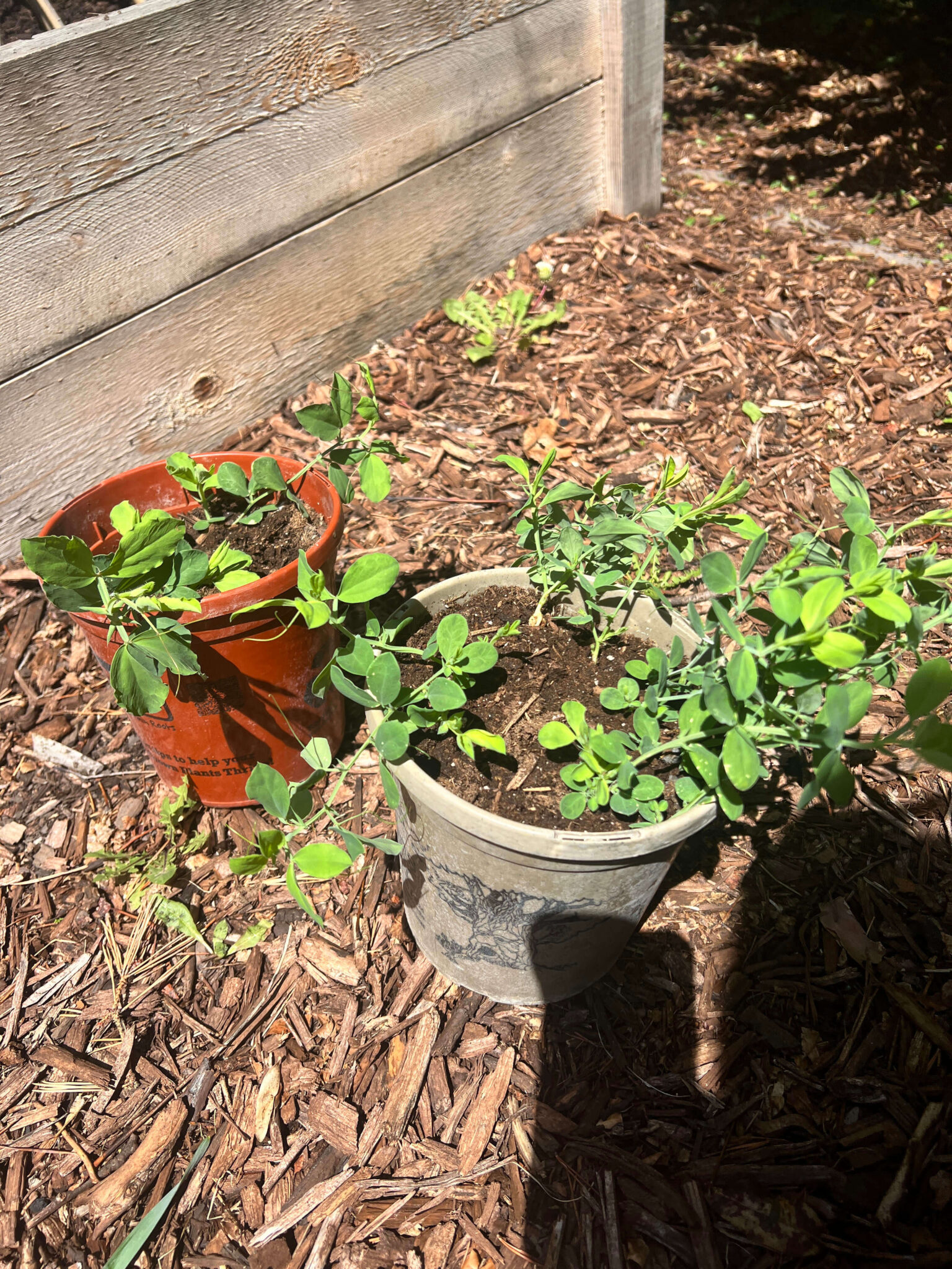 How to Grow Sweet Peas - An Easy Beginner's Guide » Grow Beauty With Ease