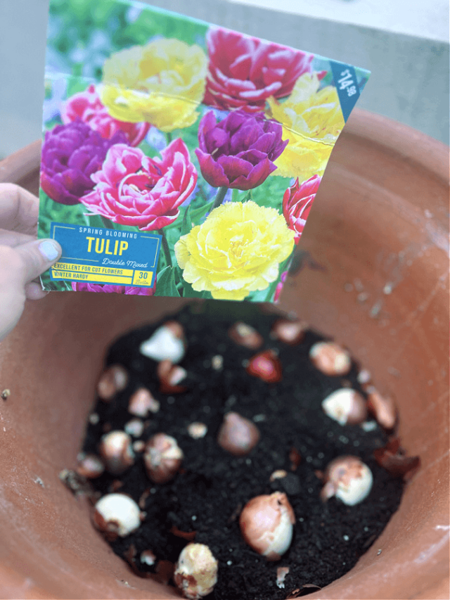 How to Plant Pots Using the Bulb Lasagna Method » Grow Beauty With Ease