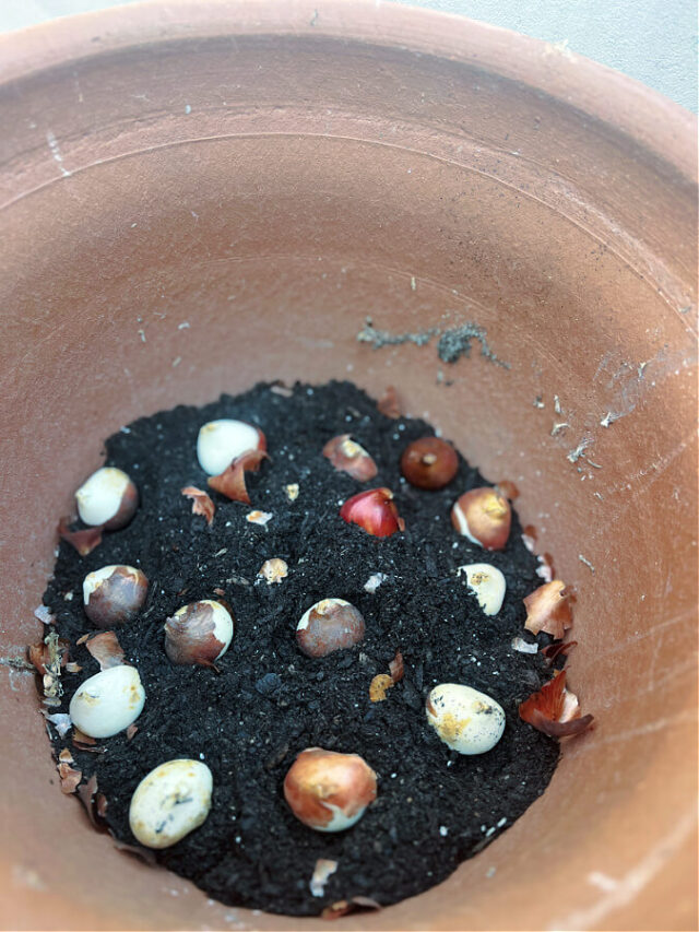 How to Plant Pots Using the Bulb Lasagna Method » Grow Beauty With Ease