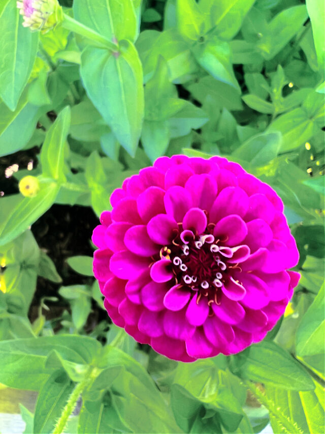 When To Plant Zinnia Seeds - Method, Zone, & Bloom Time Tips » Grow ...