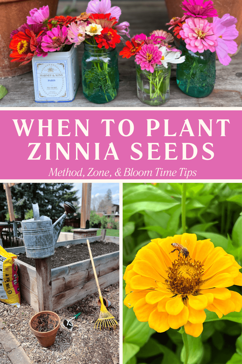 When To Plant Zinnia Seeds - Method, Zone, & Bloom Time Tips » Grow ...