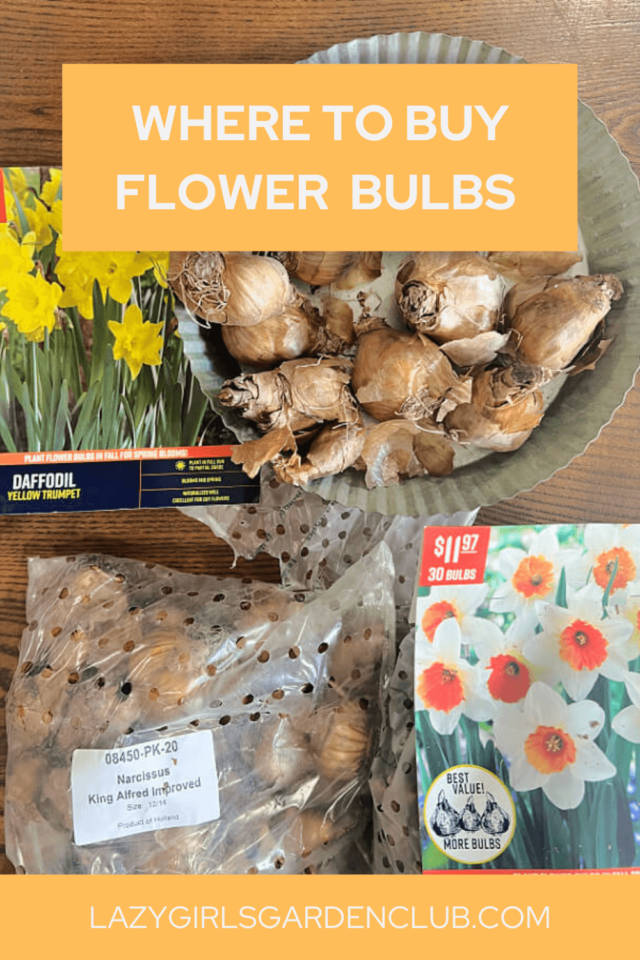 Where to Buy Bulbs for Planting: Lazy Girl's Guide to the Best Sources ...