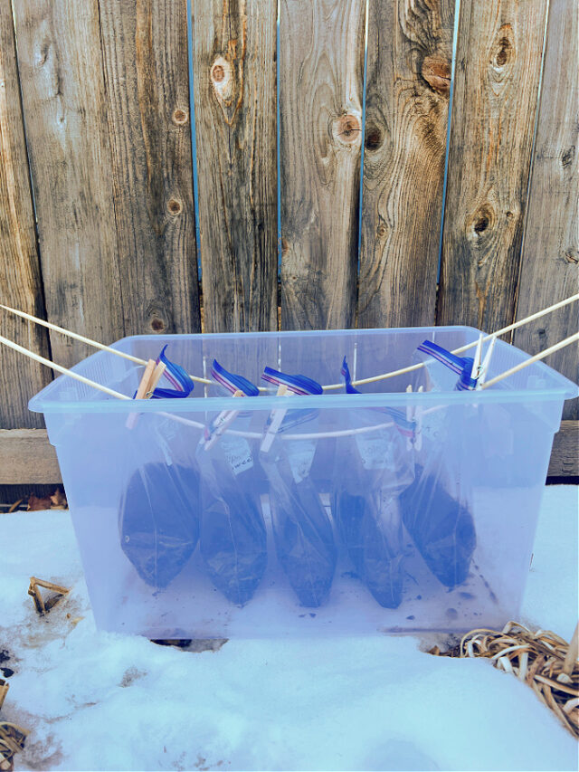 Winter Sowing Flowers - A Guide for Beginners » Grow Beauty With Ease